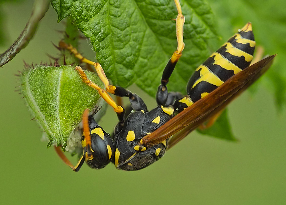 Wespe Foto & Bild | tiere, wildlife, insekten Bilder auf fotocommunity
