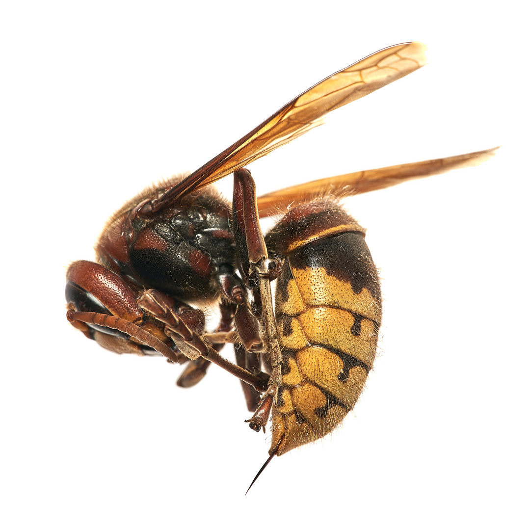 Wespe Foto & Bild | stillleben, tiere, tierdetails Bilder auf fotocommunity