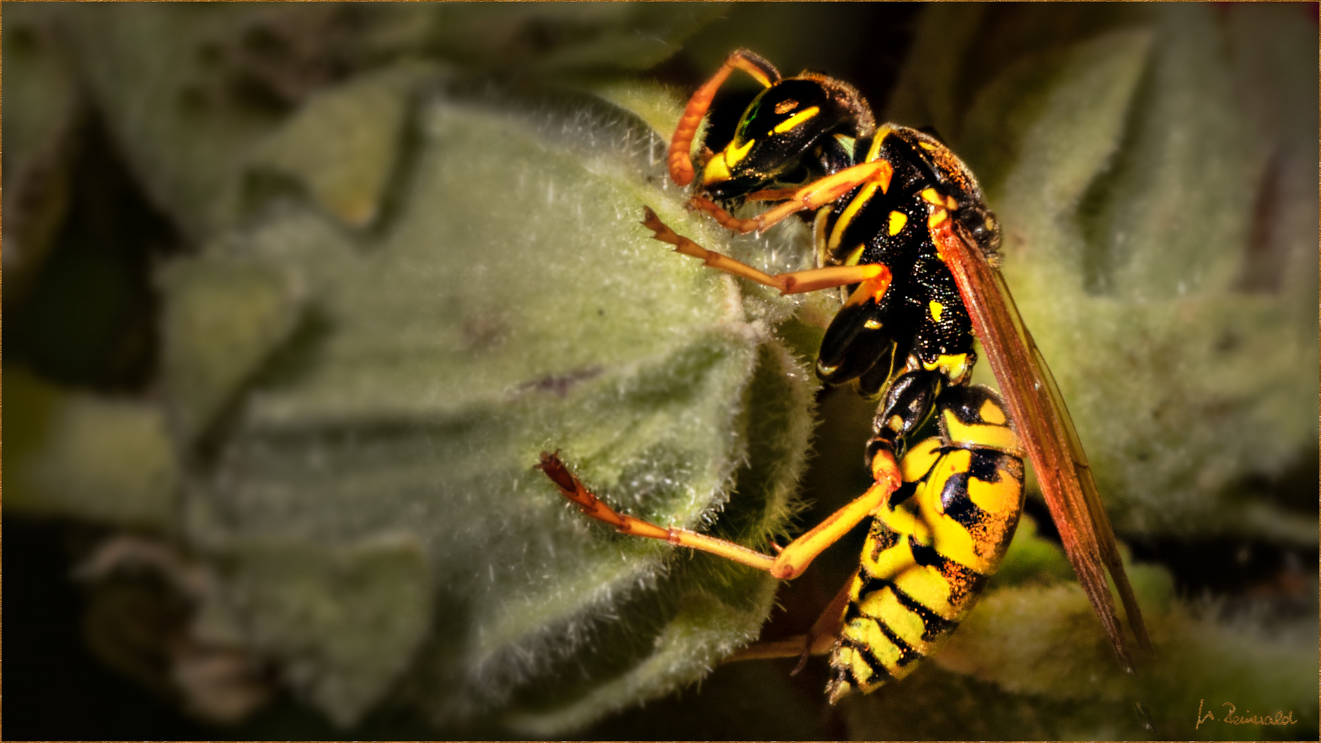 ~~ Wespe ~~ Foto & Bild | art, spezial, makro Bilder auf fotocommunity