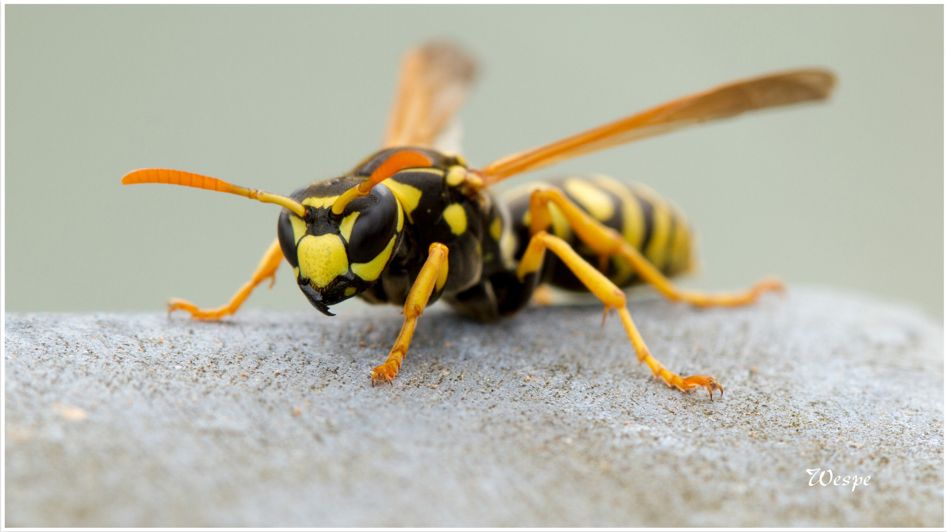 Wespe Foto & Bild | tiere, wildlife, insekten Bilder auf fotocommunity