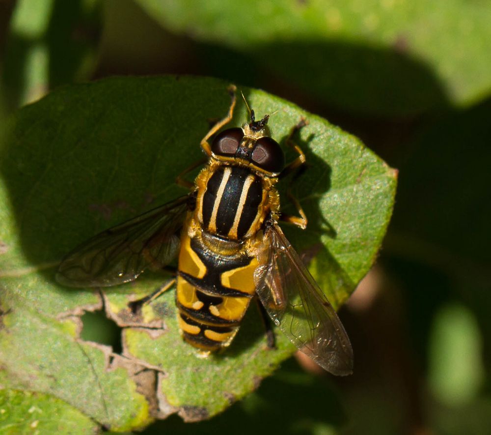 Wespe-Fliege-Biene? Foto & Bild | tiere, wildlife, insekten Bilder auf ...
