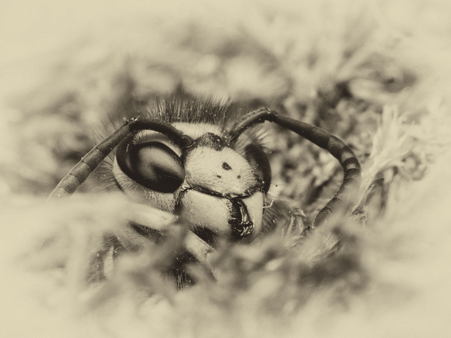 Wespe halbprofil Foto & Bild | nah- & makro, tiere, wildlife Bilder auf ...