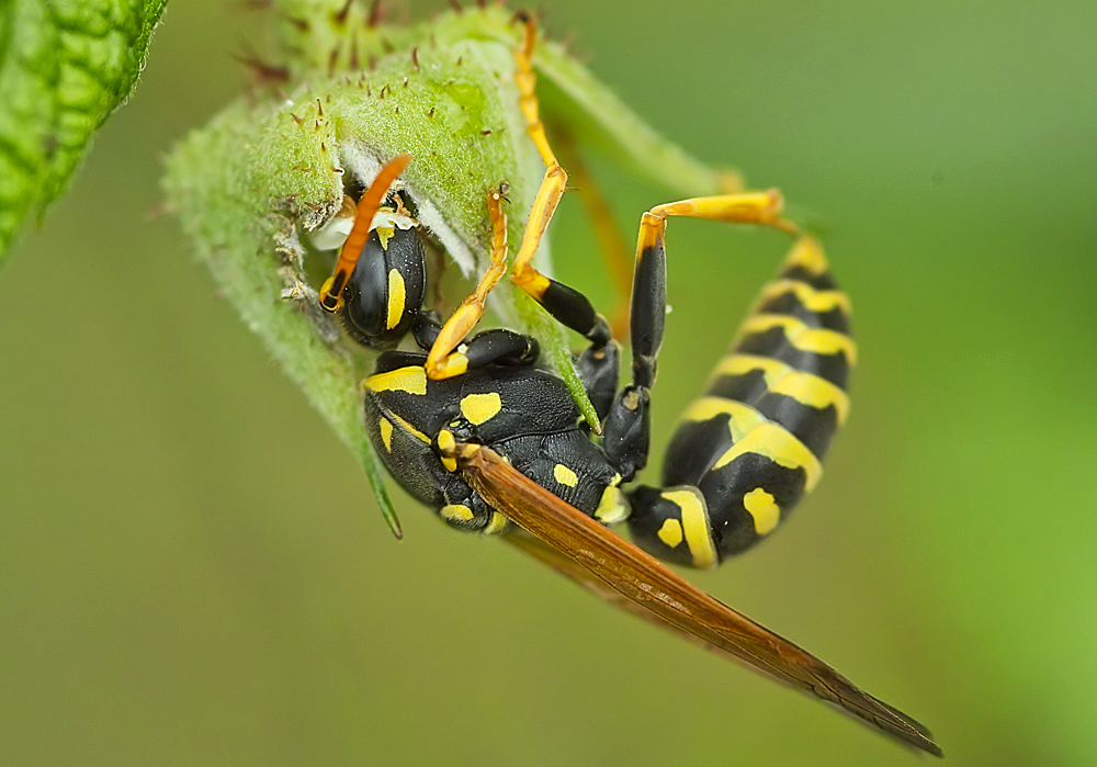 Wespe II Foto & Bild | tiere, wildlife, insekten Bilder auf fotocommunity