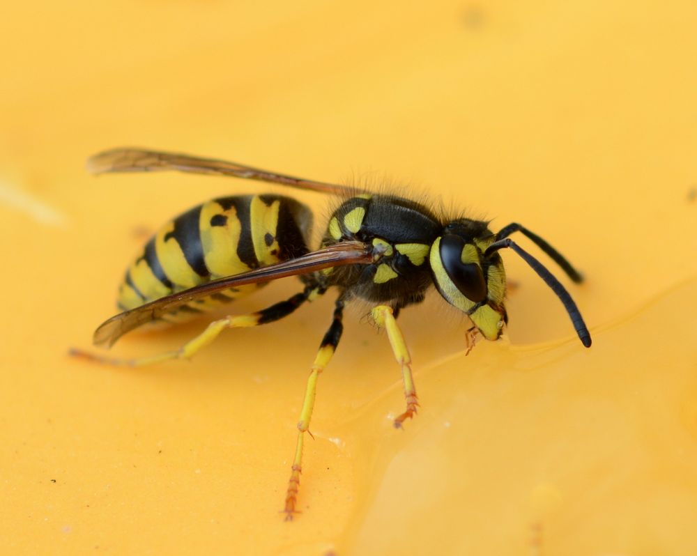 wespen 2 Foto & Bild | tiere, wildlife, insekten Bilder auf fotocommunity