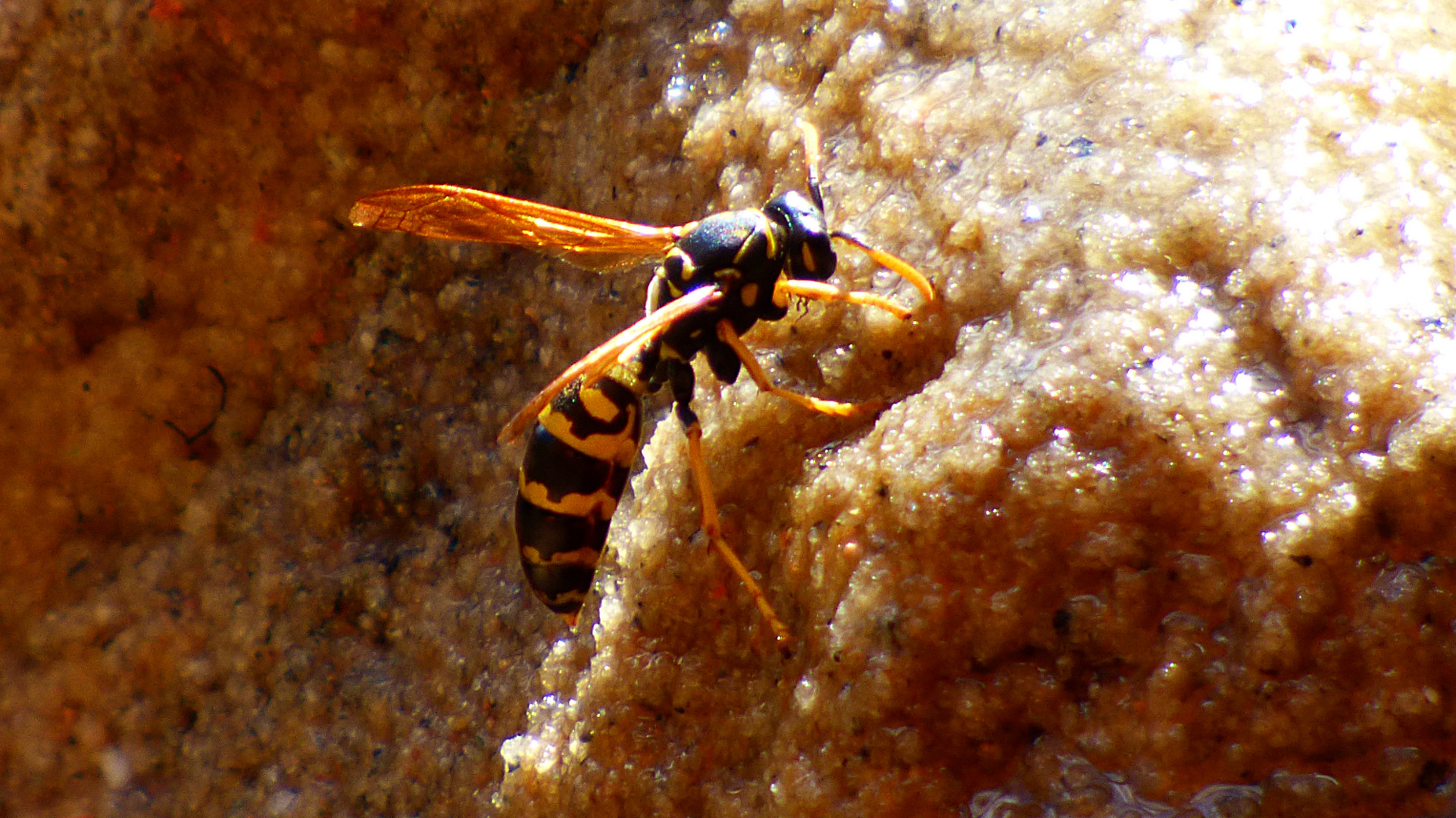 Wespen Foto & Bild | tiere, wildlife, insekten Bilder auf fotocommunity