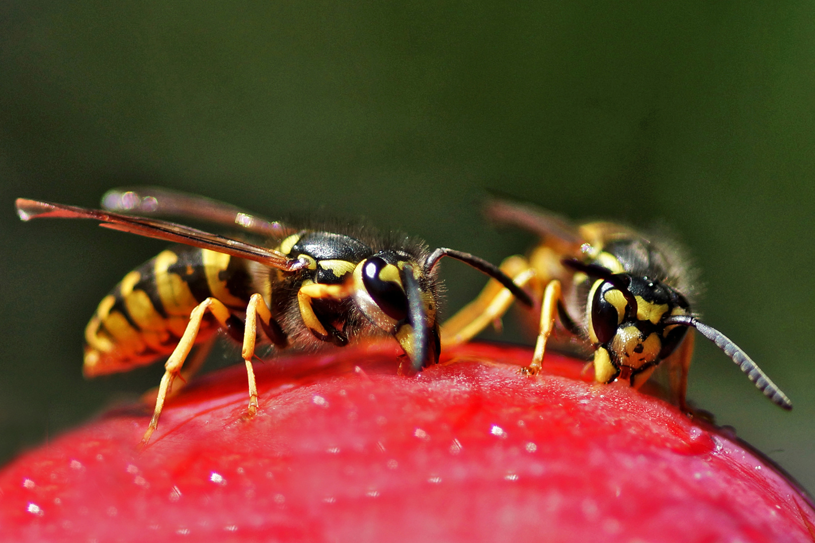 Wespen Foto & Bild | tiere, 05, 08 Bilder auf fotocommunity