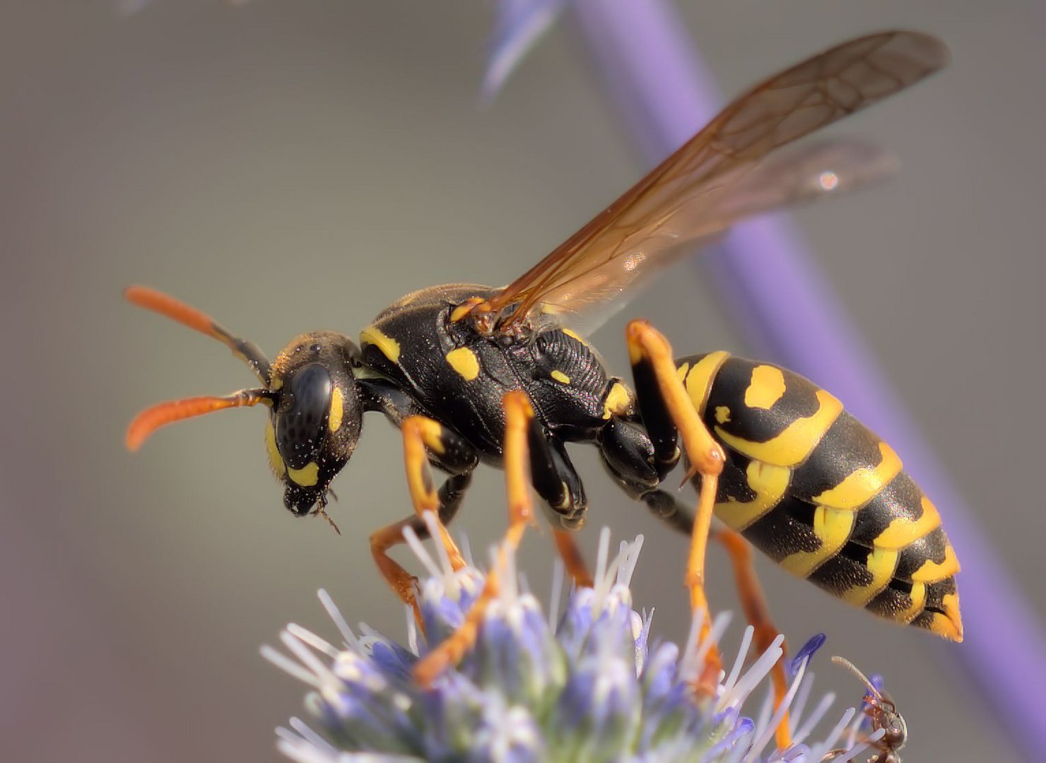 Wespen - Portrait Foto & Bild | tiere, wildlife, insekten Bilder auf ...