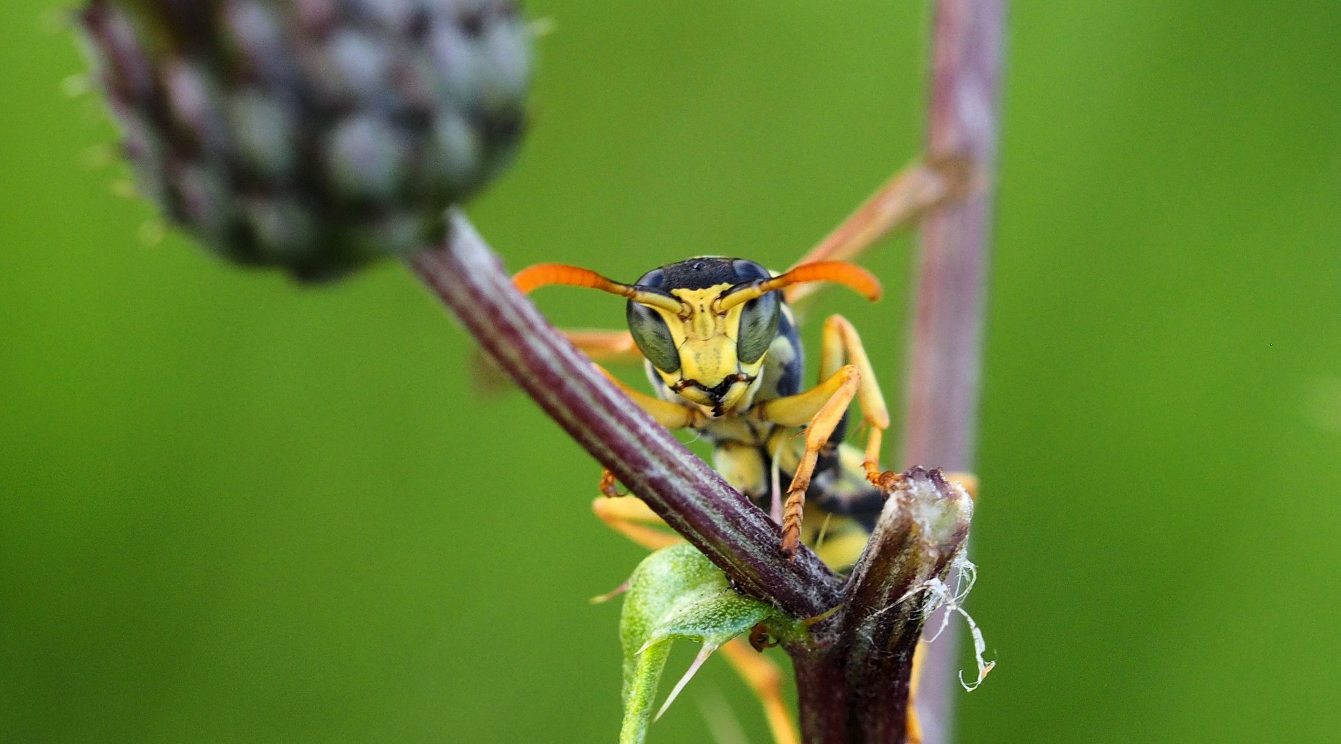 Wespen Wesen .... Foto & Bild | fotos, makro, natur Bilder auf ...