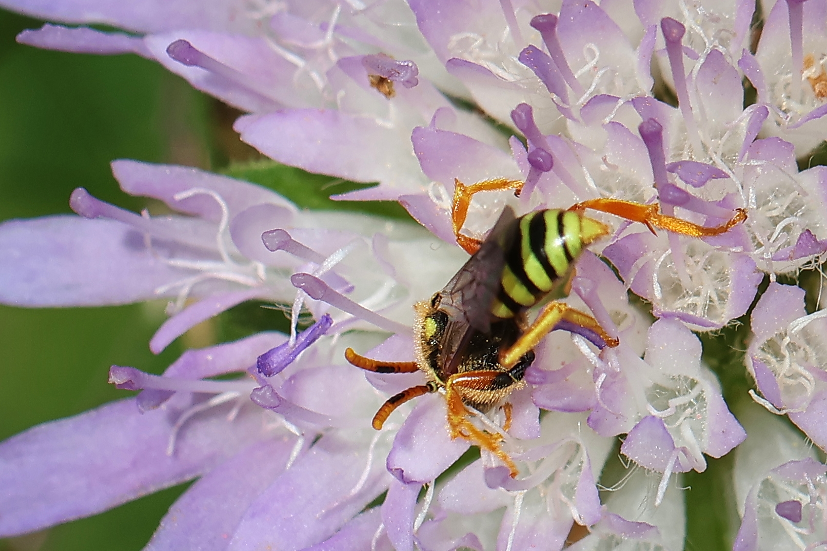 Wespenähnliches Insekt (2023_06_30_7557A_ji) Foto & Bild | natur ...
