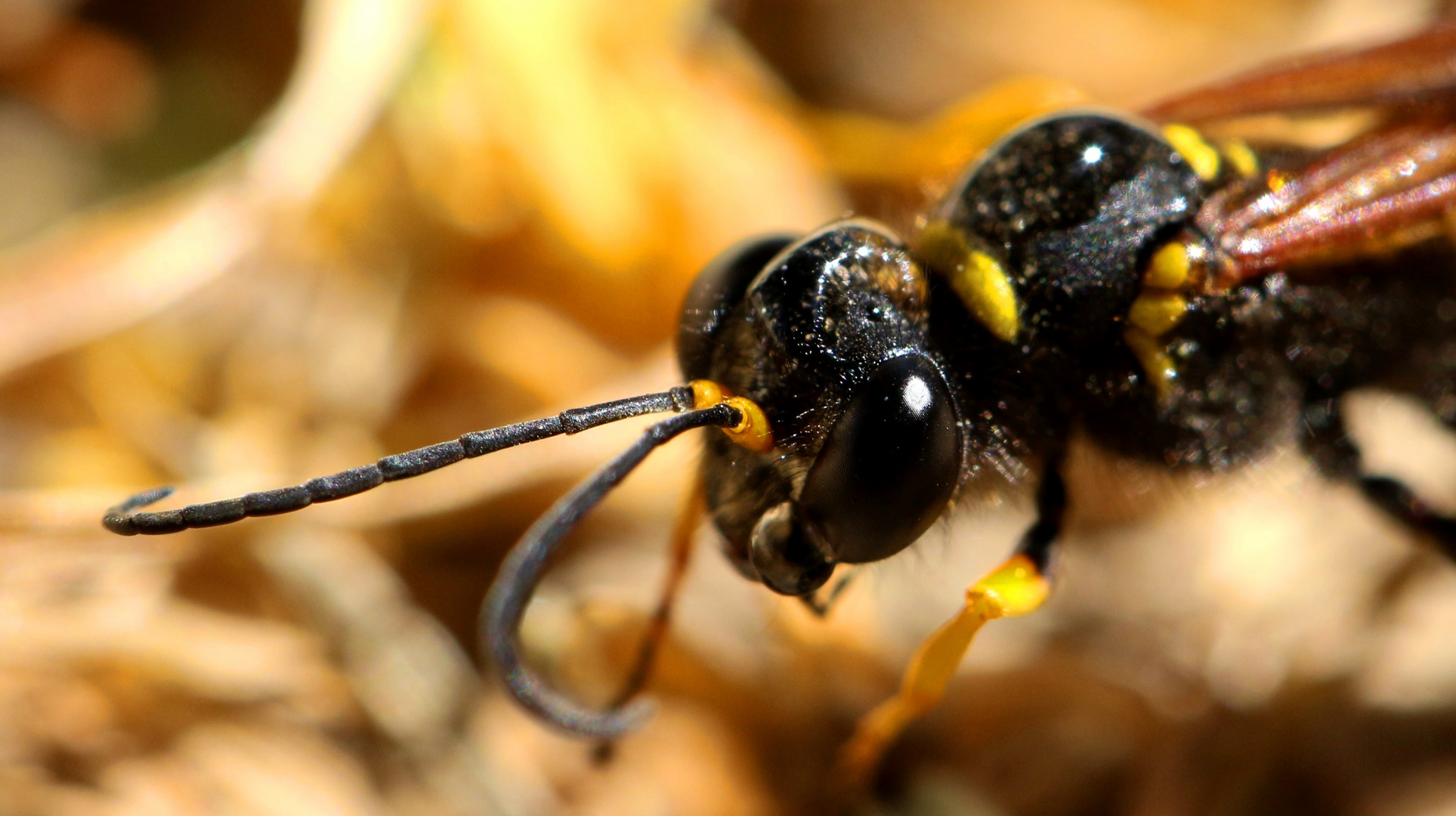 Wespenartiges Insekt Foto & Bild | tiere, wildlife, insekten Bilder auf ...