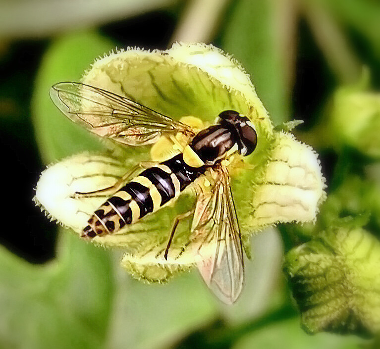 Wespenfliege Foto & Bild | tiere, wildlife, insekten Bilder auf ...