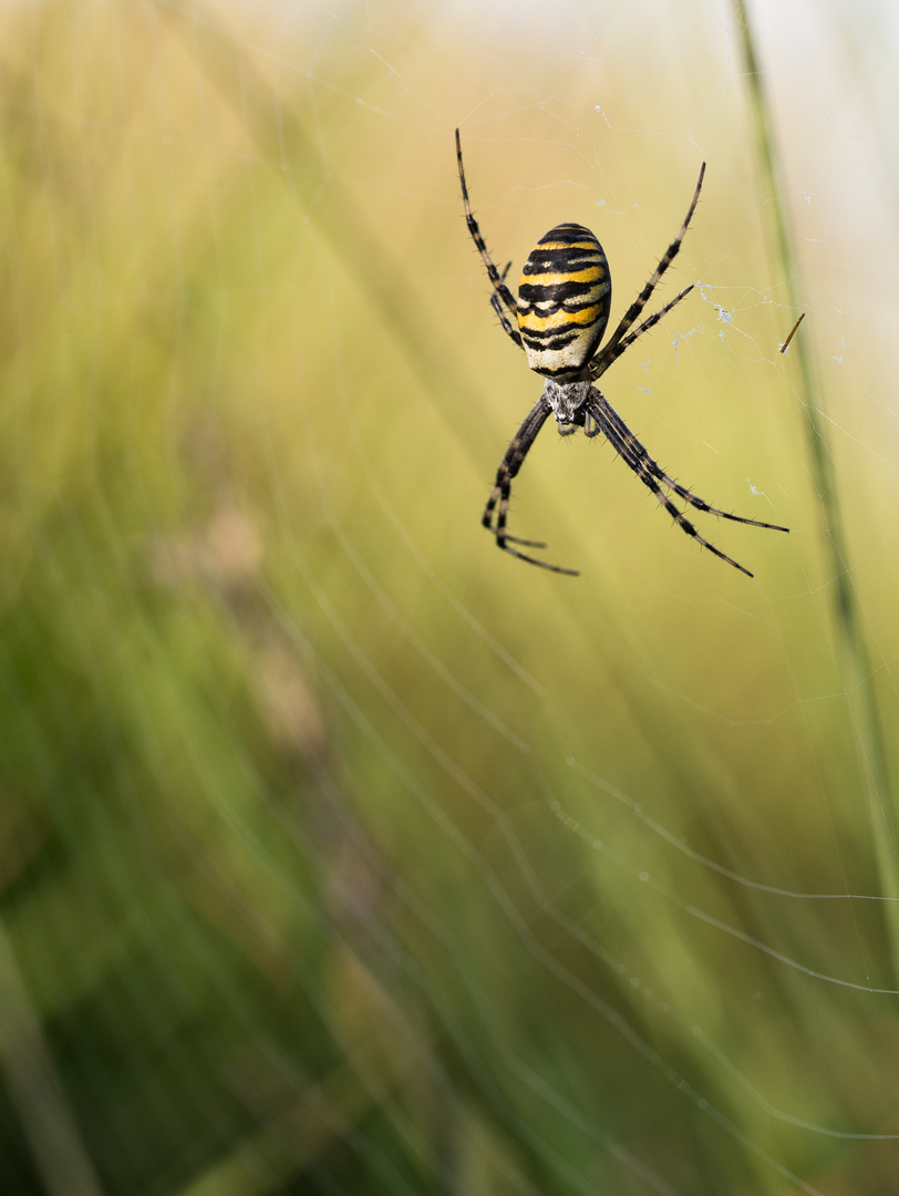 Wespenspinne Foto & Bild | tiere, wildlife, spinnen Bilder auf ...