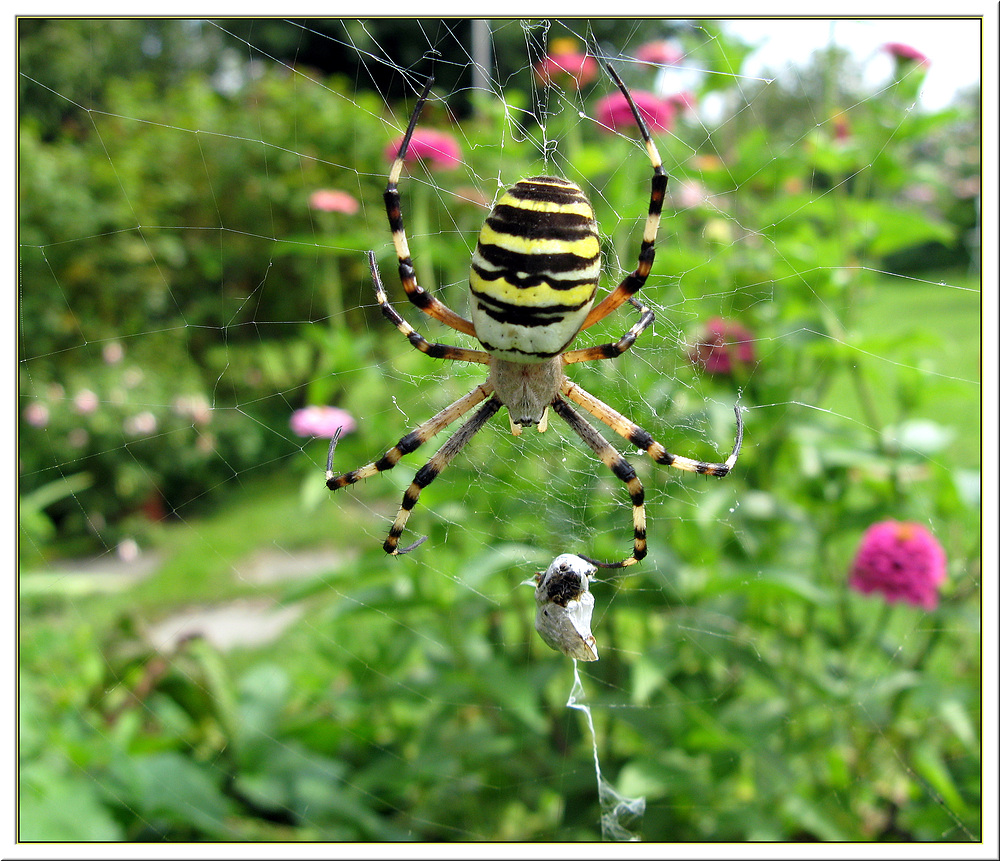 Wespenspinne Foto & Bild | tiere, wildlife, spinnen Bilder auf ...