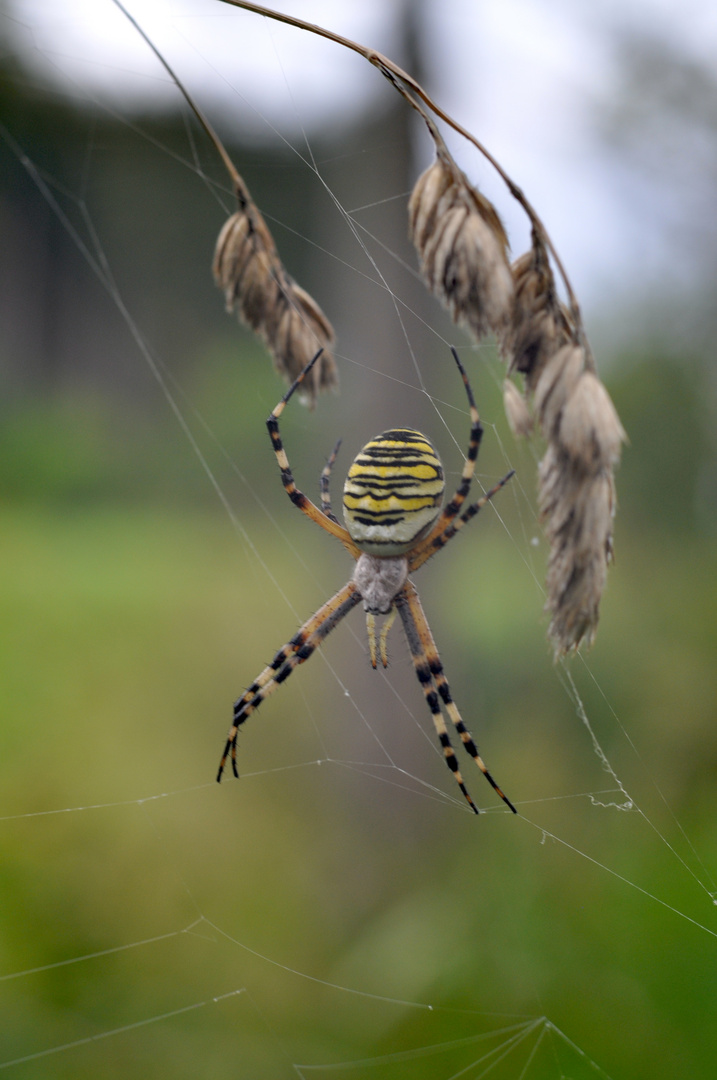 Wespenspinne Foto & Bild | tiere, wildlife, spinnen Bilder auf ...