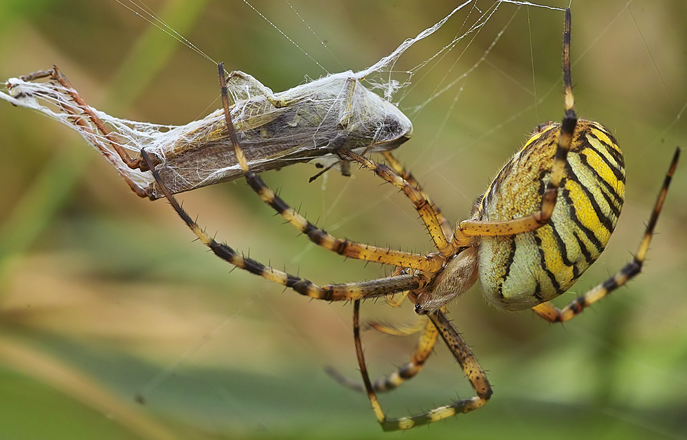 Wespenspinne Foto & Bild | tiere, wildlife, spinnen Bilder auf ...