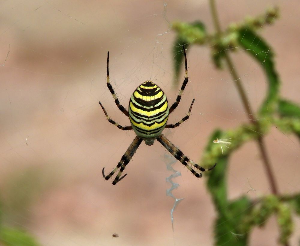 Wespenspinne Foto & Bild | tiere, wildlife, spinnen Bilder auf ...