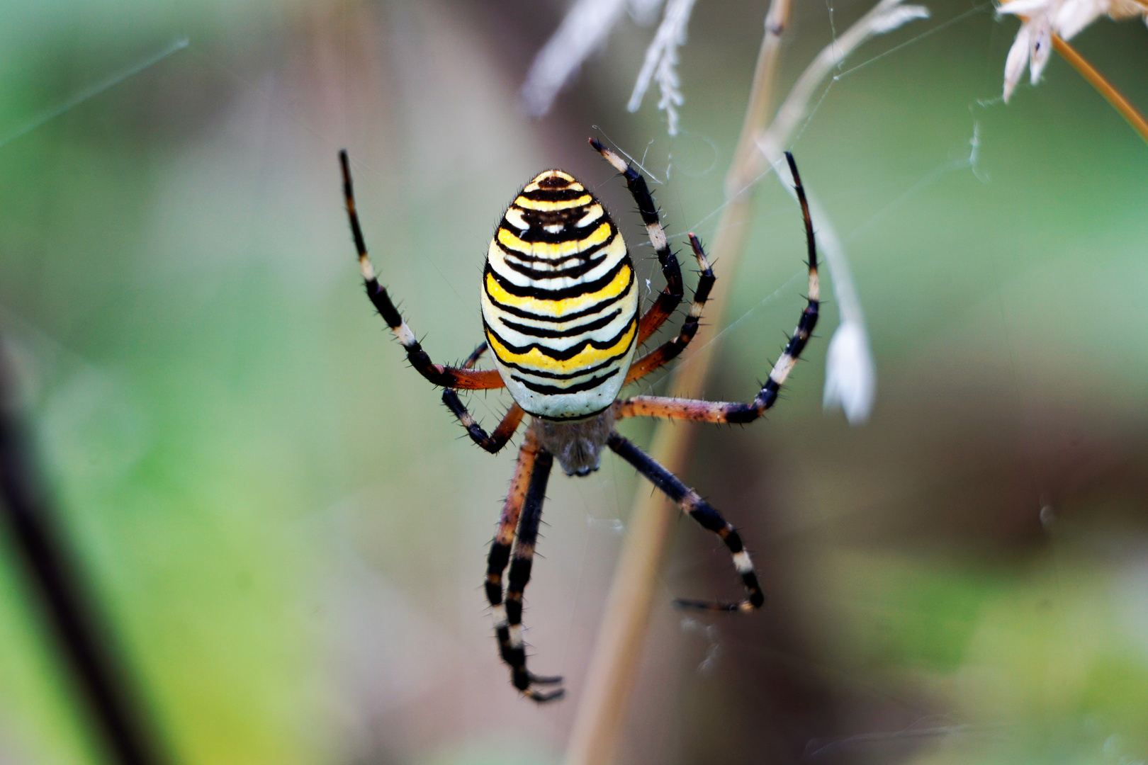 Wespenspinne Foto & Bild | tiere, wildlife, spinnen Bilder auf ...