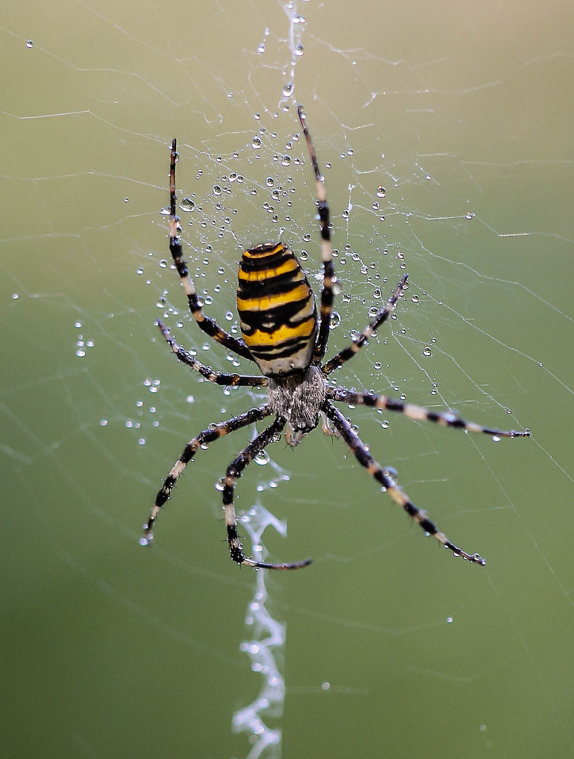 Wespenspinne Foto & Bild | natur, spinnen, insektenmakros Bilder auf ...