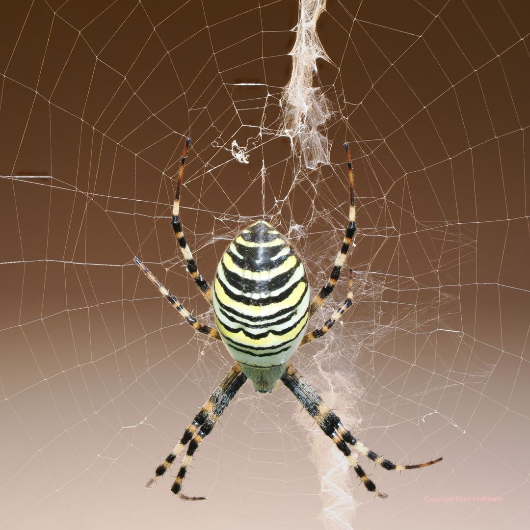 Wespenspinne-2 Foto & Bild | nah- & makro, deutschland, europe Bilder ...