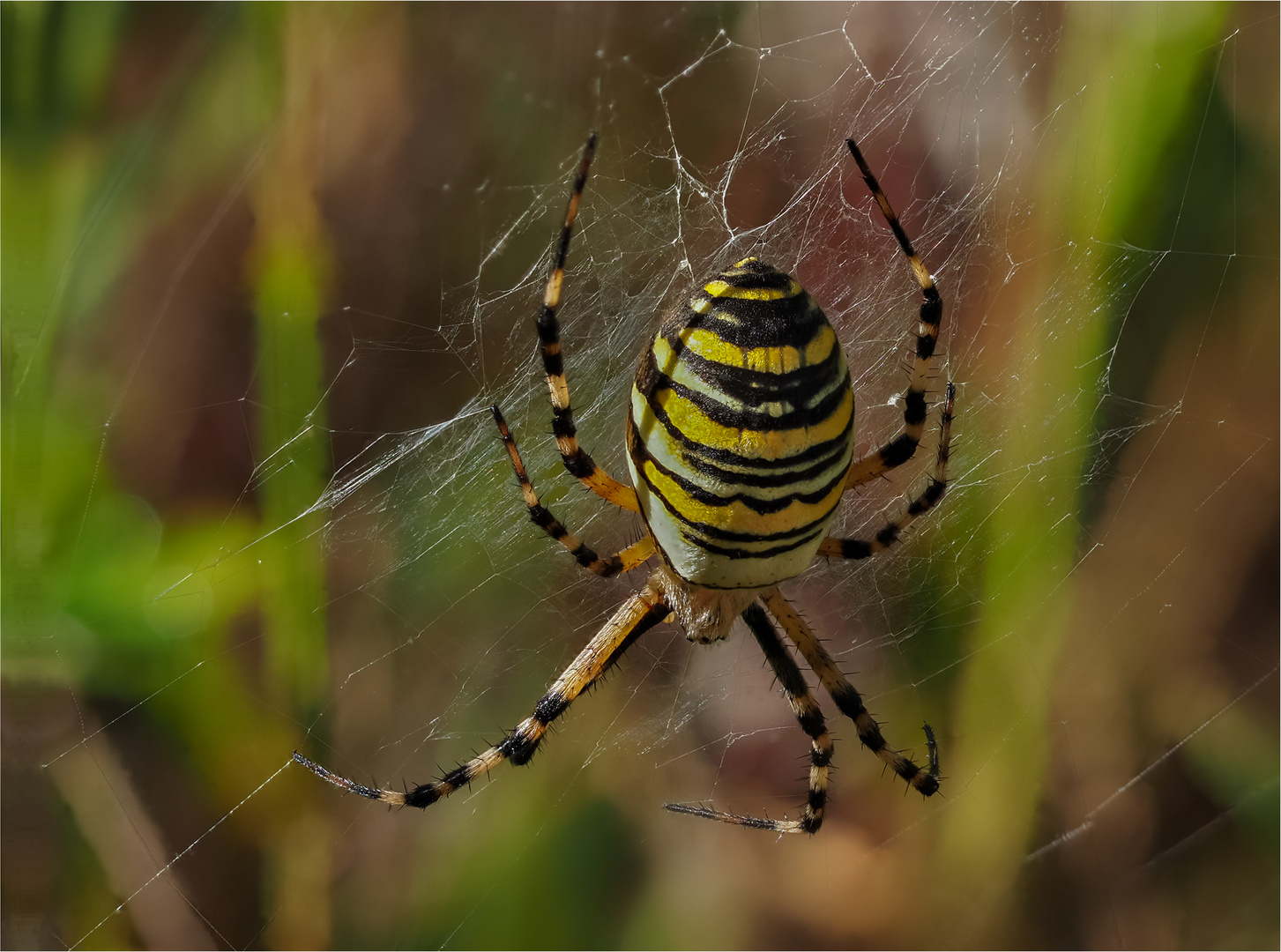 Wespenspinne Foto & Bild | natur, wildlife, spinne Bilder auf fotocommunity