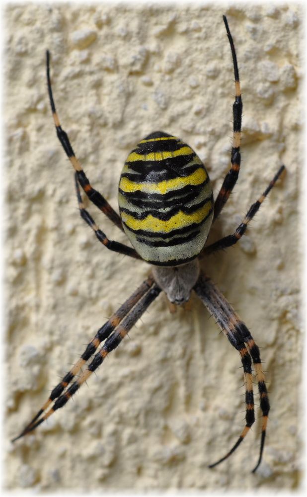 Wespenspinne Foto & Bild | tiere, tierdetails, spinnen Bilder auf ...