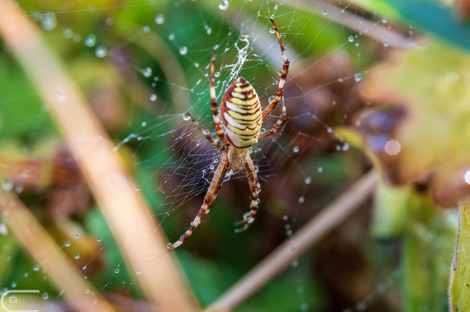 Wespenspinne 4 Foto & Bild | tiere, wildlife, spinnen Bilder auf ...