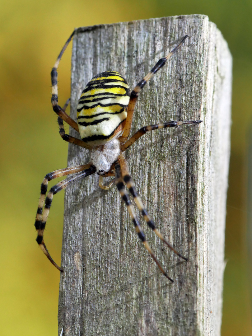 Wespenspinne Foto & Bild | tiere, wildlife, spinnen Bilder auf ...
