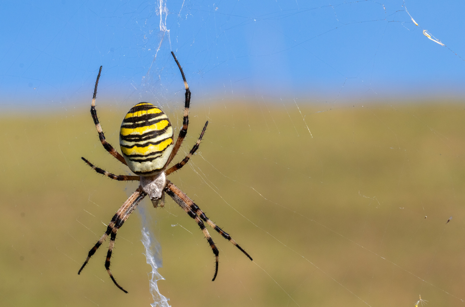 Wespenspinne Foto & Bild | natur, landschaft, insekten Bilder auf ...