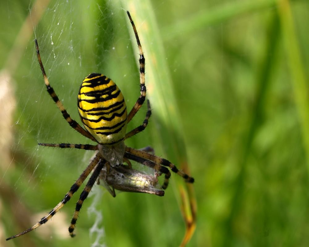 Wespenspinne Foto & Bild | tiere, wildlife, spinnen Bilder auf ...