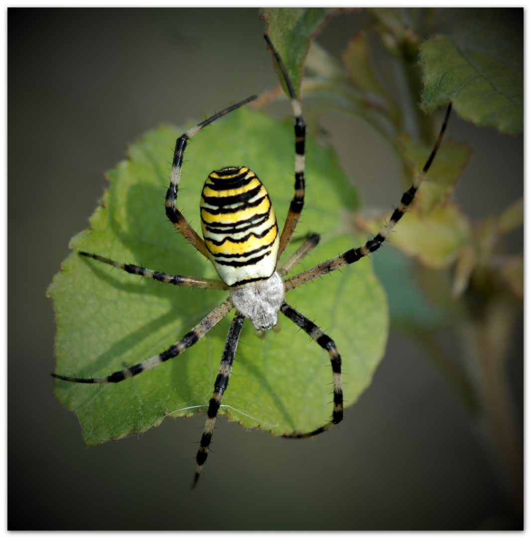Wespenspinne Foto & Bild | tiere, wildlife, spinnen Bilder auf ...