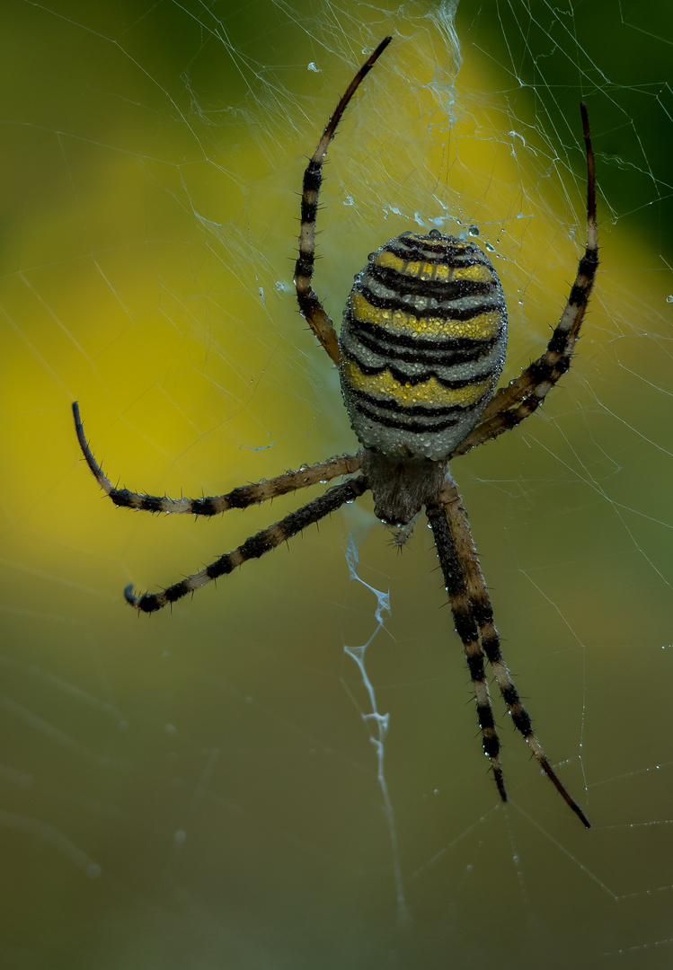 Wespenspinne Foto & Bild | tiere, wildlife, spinnen Bilder auf ...