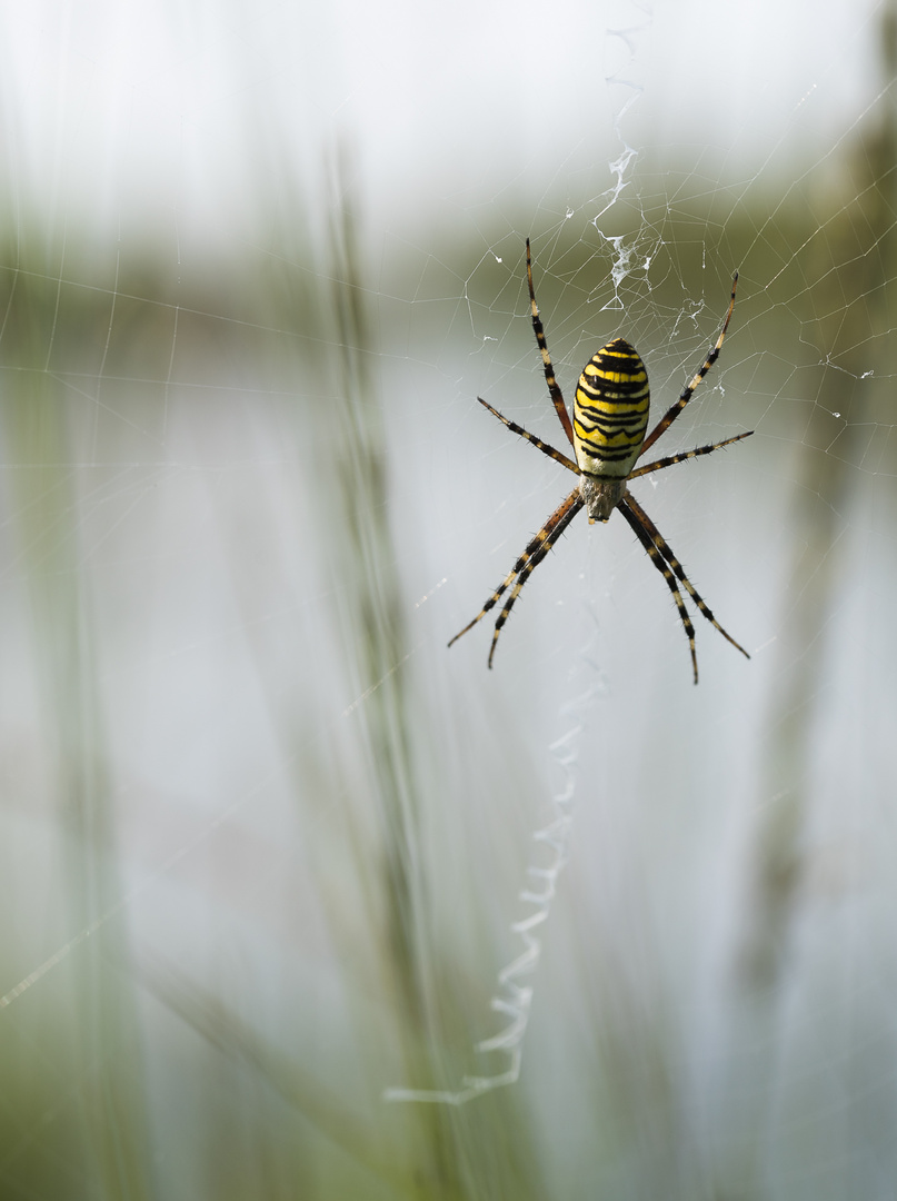 Wespenspinne Foto & Bild | spinnen, makro, natur Bilder auf fotocommunity