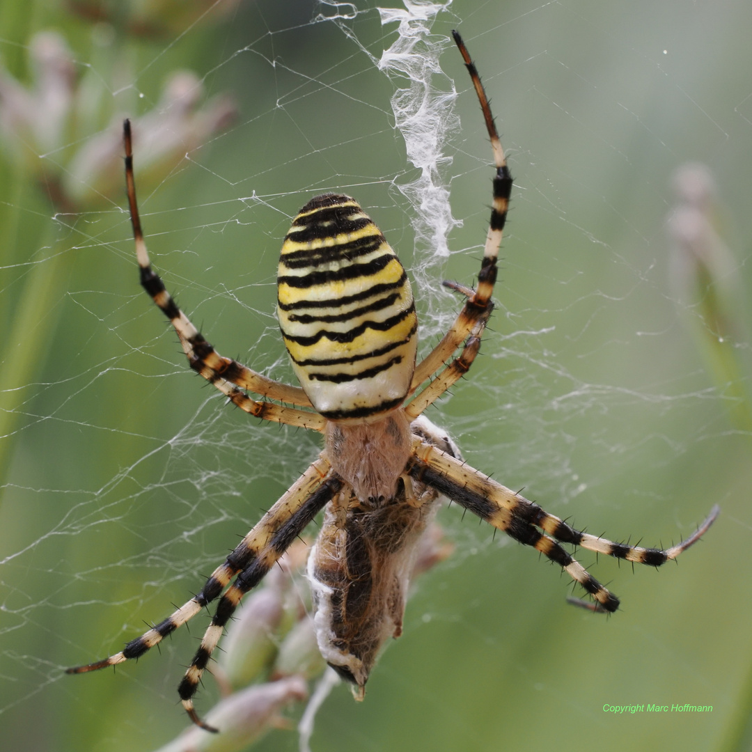 Wespenspinne Foto & Bild | nah- & makro, deutschland, europe Bilder auf ...