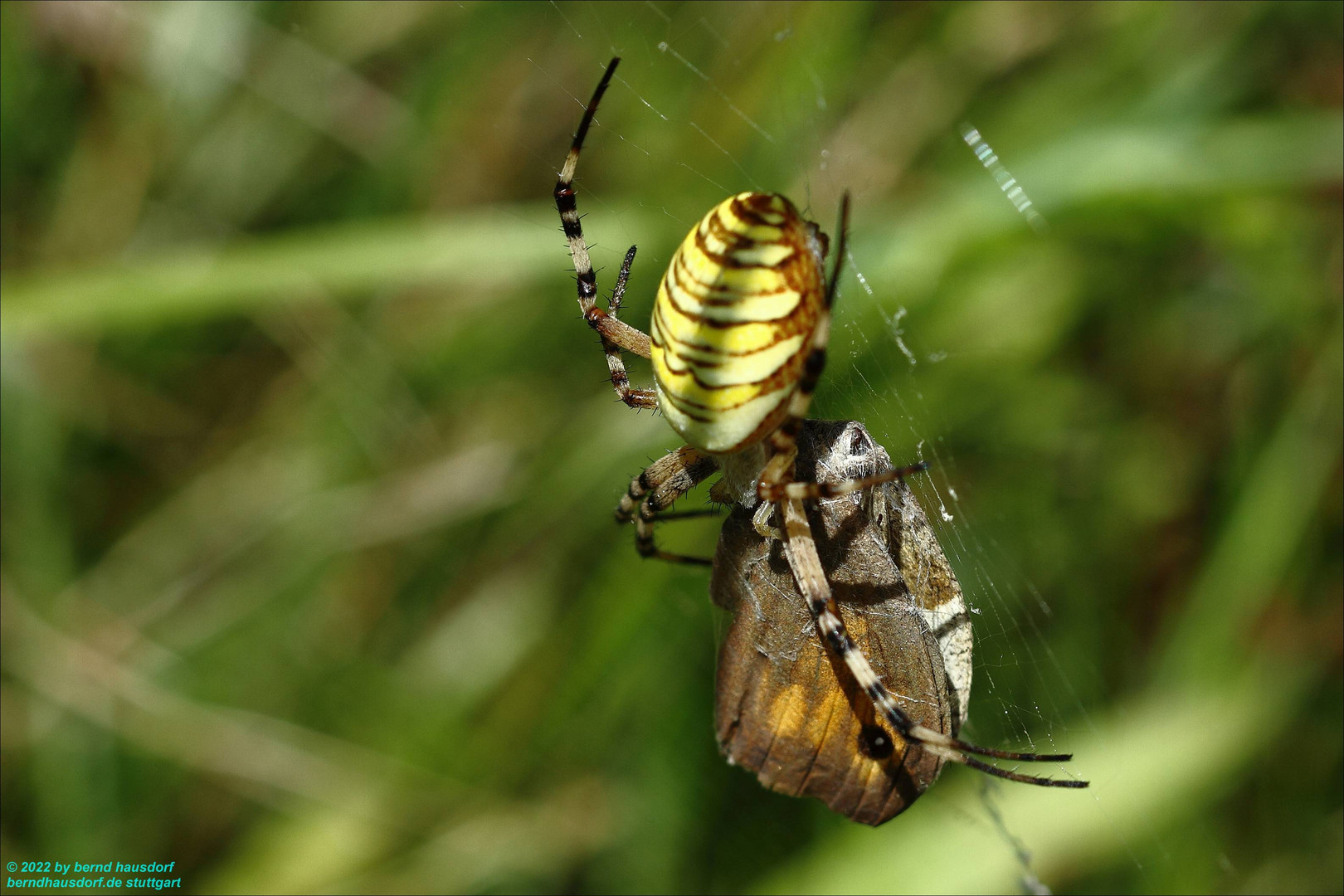 Wespenspinne Foto & Bild | tiere, wildlife, spinnen Bilder auf ...