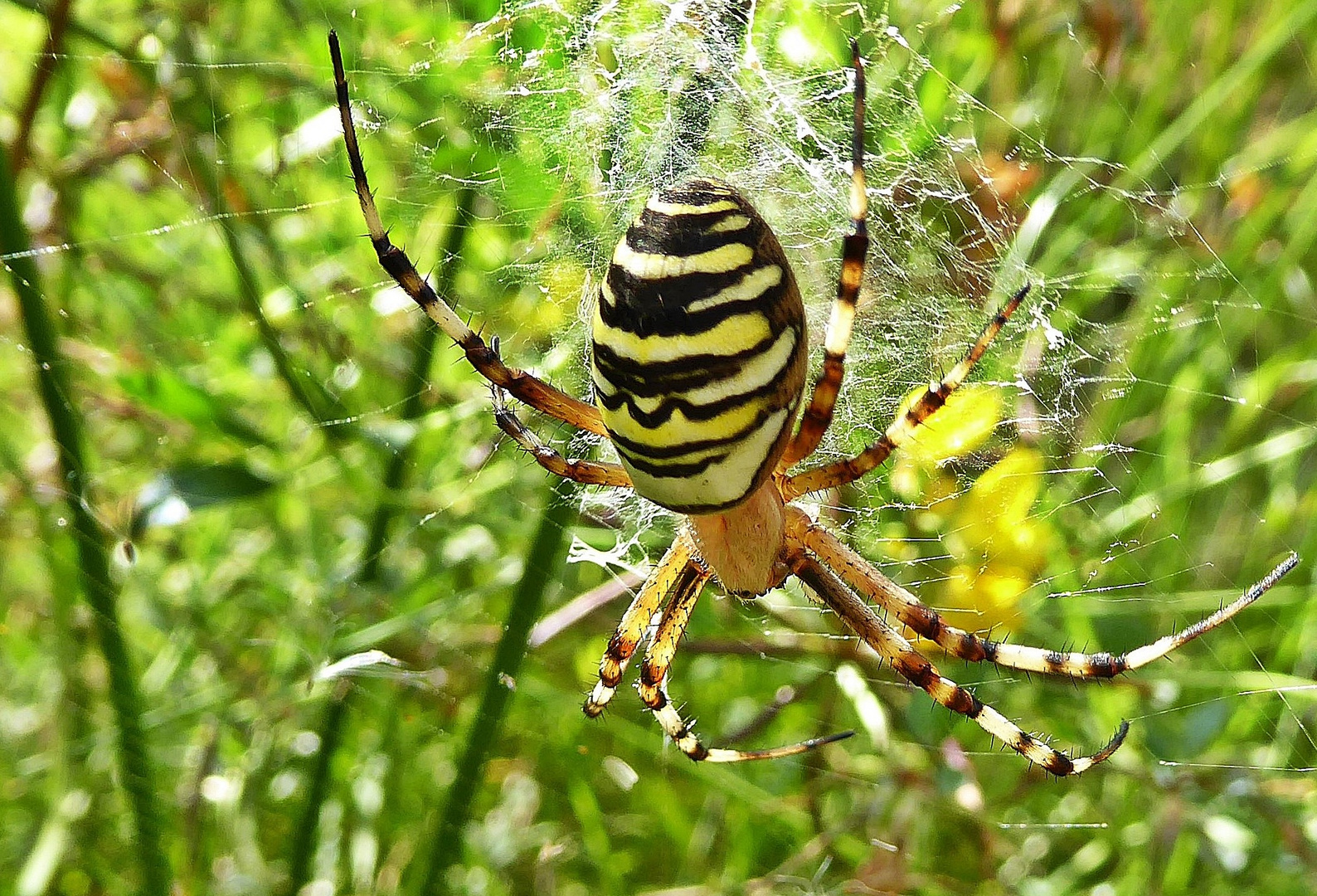 Wespenspinne Foto & Bild | spinnen, makro, natur Bilder auf fotocommunity