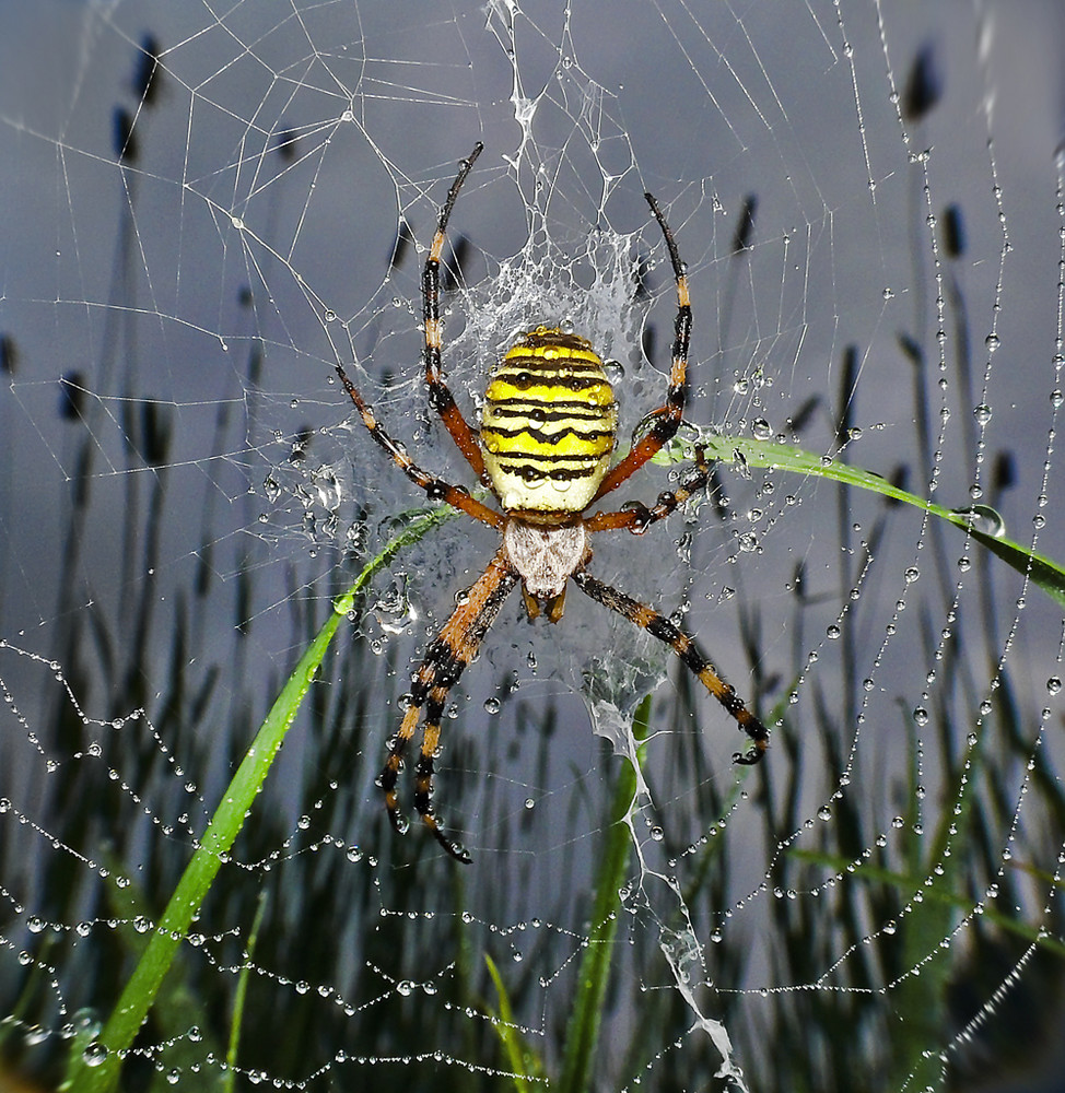 Wespenspinne - Bild & Foto von Schuller Sorin aus fotocommunity ...