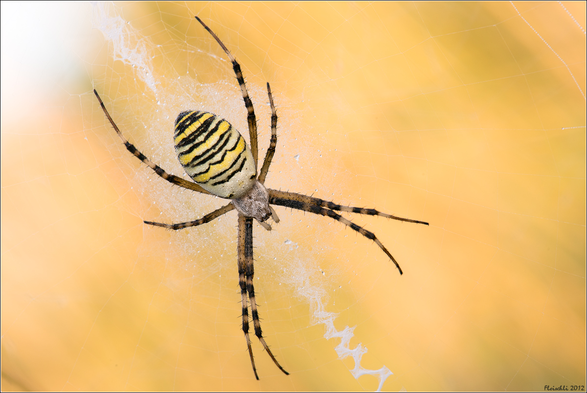 Wespenspinne Foto & Bild | tiere, wildlife, spinnen Bilder auf ...