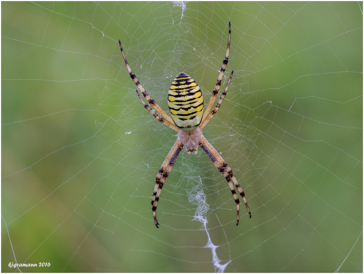 Wespenspinne (Argiope bruennichi)....... Foto & Bild | makro, natur ...