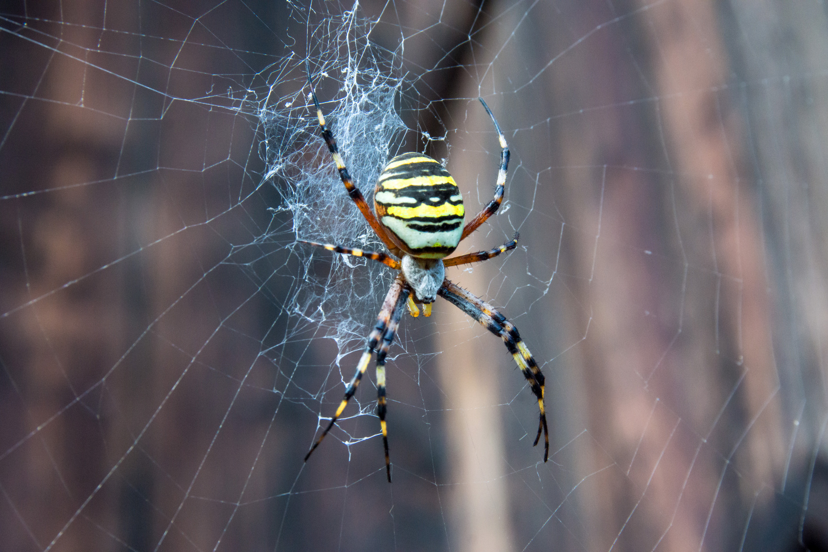Wespenspinne (Argiope bruennichi) Foto & Bild | natur, spinne ...