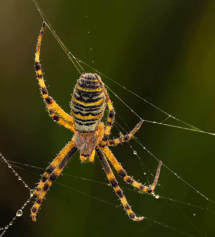 Wespenspinne - Argiope bruennichl Foto & Bild | makro, natur, herbst ...