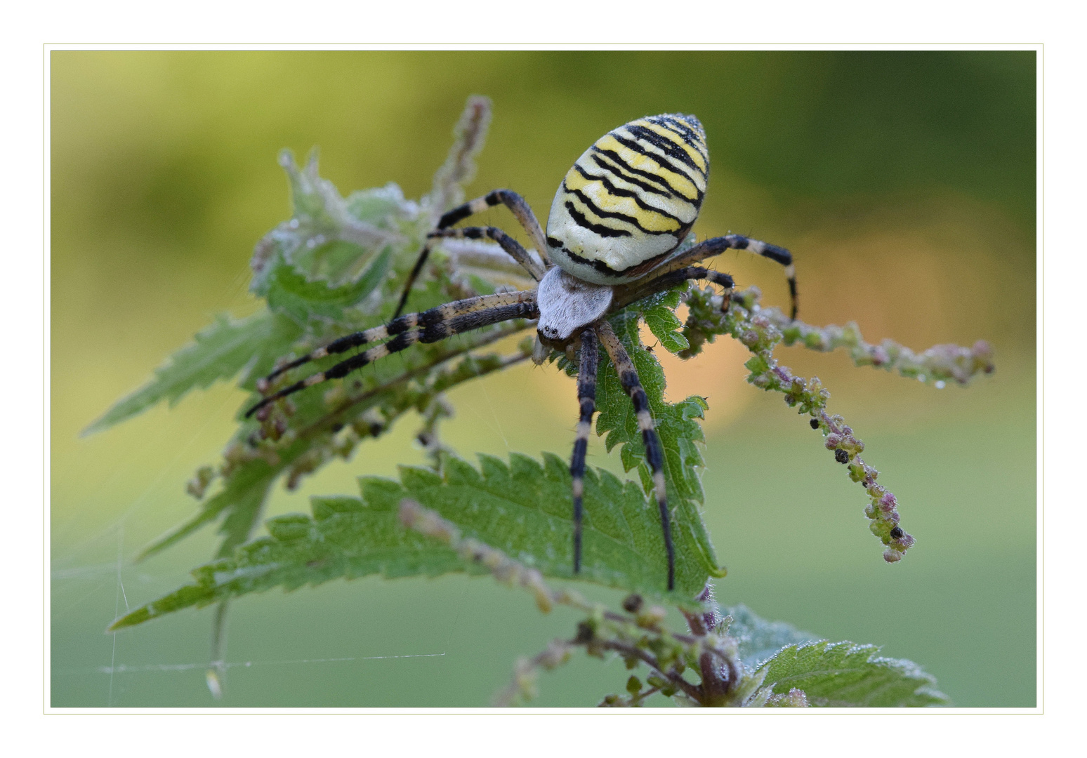 Wespenspinne Foto & Bild | tiere, wildlife, spinnen Bilder auf ...