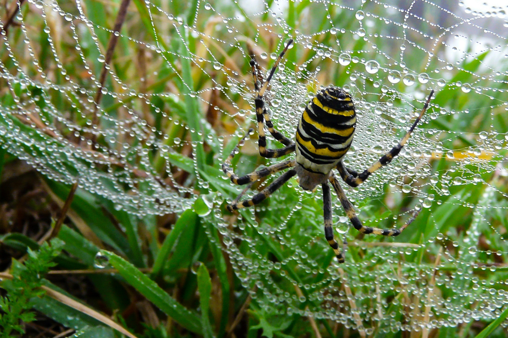 Wespenspinne Foto & Bild | tiere, wildlife, spinnen Bilder auf ...