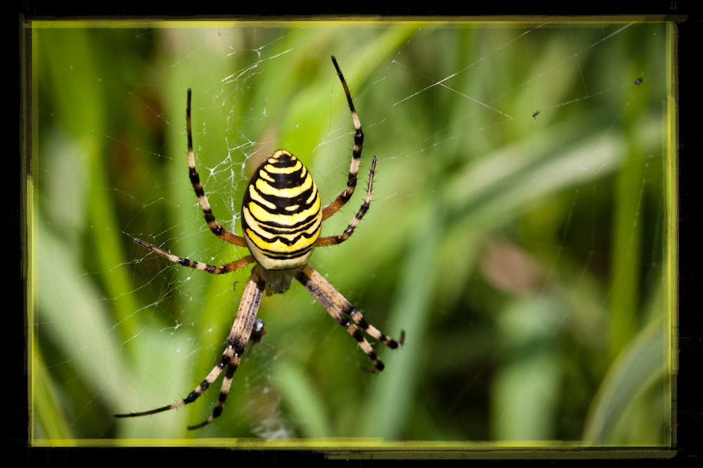 Wespenspinne Foto & Bild | tiere, wildlife, spinnen Bilder auf ...