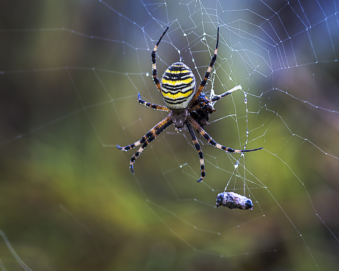 Wespenspinne Foto & Bild | tiere, wildlife, spinnen Bilder auf ...