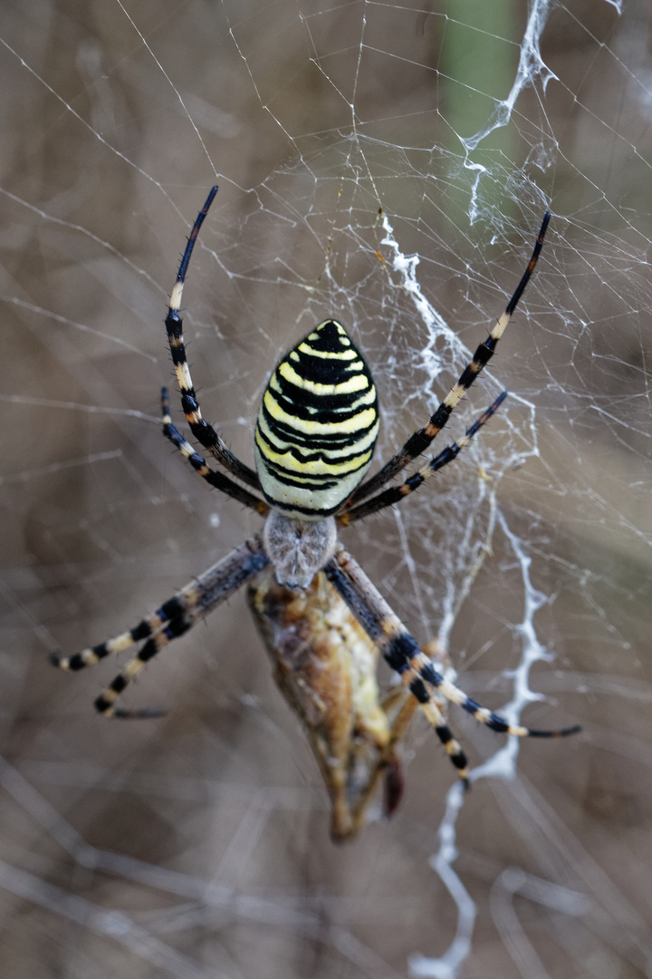 Wespenspinne Foto & Bild | tiere, wildlife, spinnen Bilder auf ...