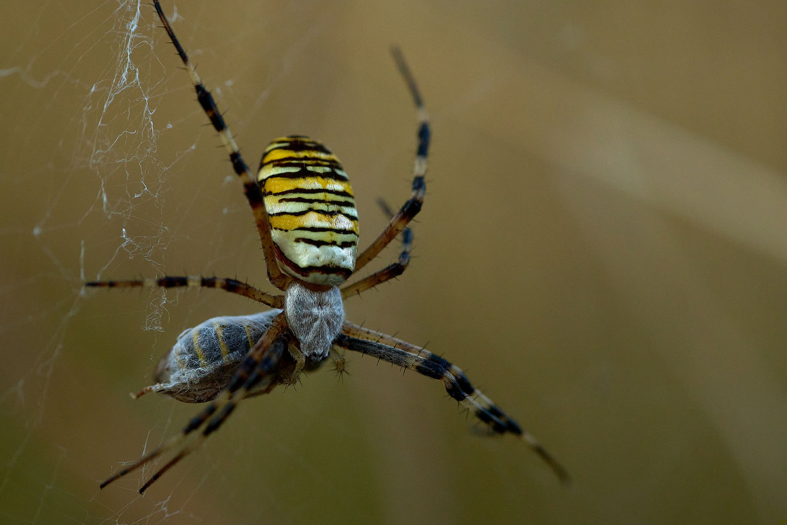 Wespenspinne frisst Wespe Foto & Bild | fotos, wiese, natur Bilder auf ...