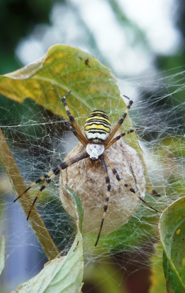 Wespenspinne III (A) Foto & Bild | tiere, wildlife, spinnen Bilder auf ...
