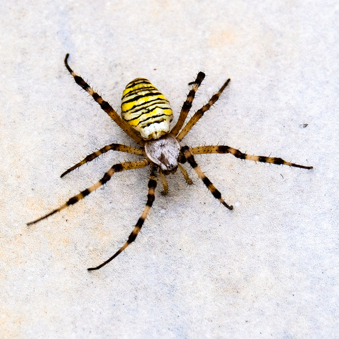 Wespenspinne im Rhein-Main Gebiet Foto & Bild | natur, tiere, wildlife ...