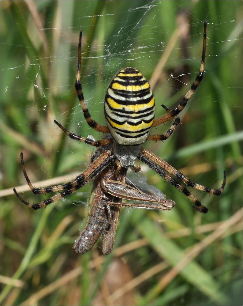 Wespenspinne mit Beute Foto & Bild | tiere, wildlife, spinnen Bilder ...