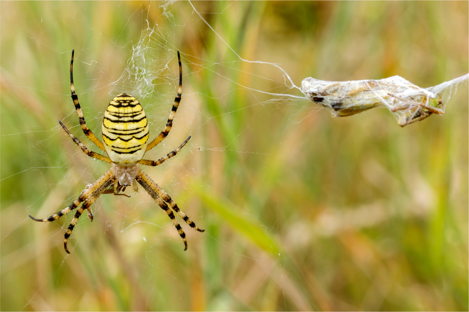 Wespenspinne mit eingesponnenem Grashüpfer ..... Foto & Bild | tiere ...